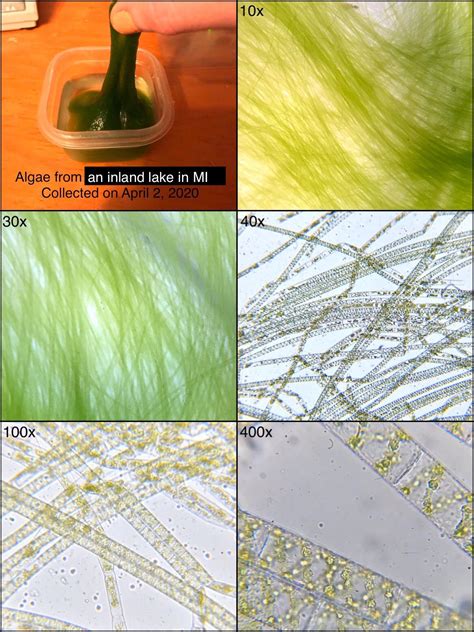 Some Filamentous Green Algae I Found Today R Microscopy