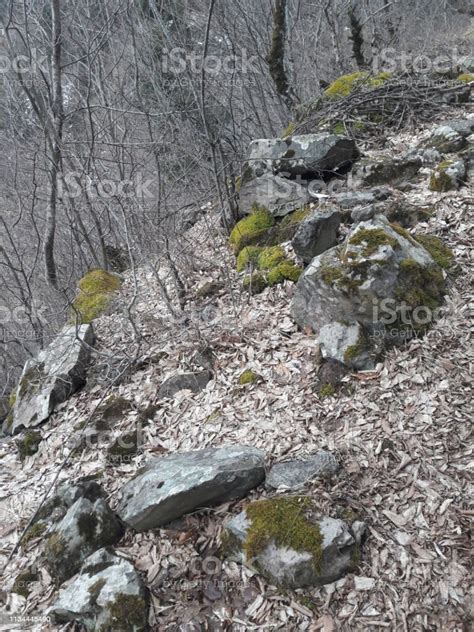 산 정상에서 봄 숲 속의 보라색 이끼의 잔디 이끼로 덮인 나무 바위 0명에 대한 스톡 사진 및 기타 이미지 0명 거친