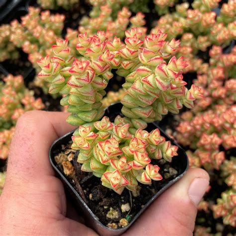 Crassula Rupestris Ssp Commutata Tom Thumb Crassula 2 Pot Little Prince To Go