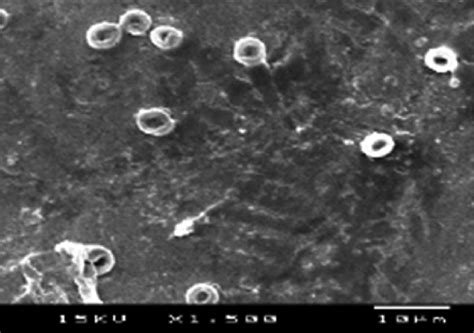 Photomicrograph Image Scanning Electron Microscope Of Unloadedghost