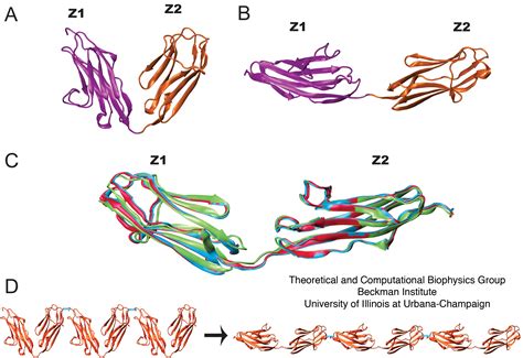 The Chain Like Elasticity Of Titin
