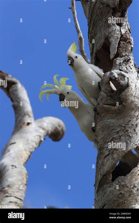 Sulphur Crested Cockatoo Cacatua Galerita Australia Stock Photo Alamy
