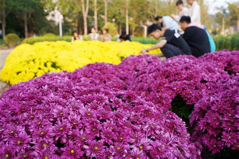 中国绿色时报200多种菊花校园盛开 浙江农林大学
