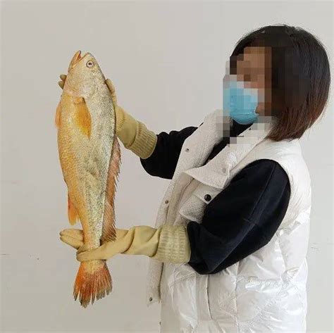 温州惊现一条5斤的野生大黄鱼卖了1 8万 养殖 网友 土豪