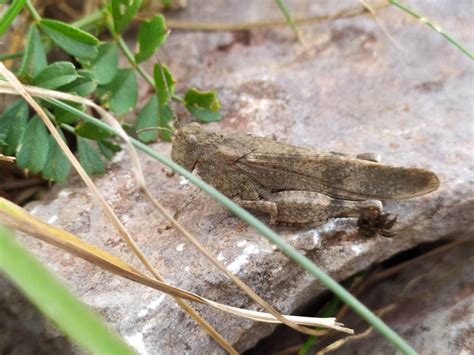 Jairo Robla Sobre La Astucia De Los Insectos Y Otros Artrópodos Un Trabajo Tartamudo