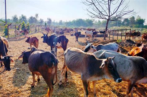 कञ्चनपुरको गौशालामा राखिएका छाडा पशुचौपाया