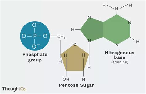 Nucleotide Là Gì Novagen