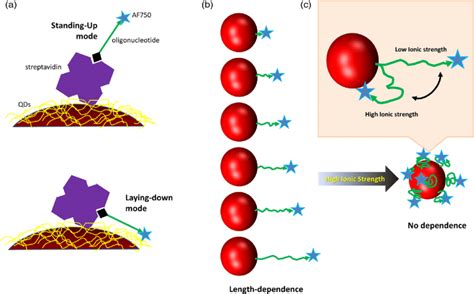 A Illustration Of Two Binding Modes Of Biotinylated Oligonucleotide