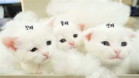 아기고양이 세 쌍둥이를 구별하는 방법 고양이산책 Youtube