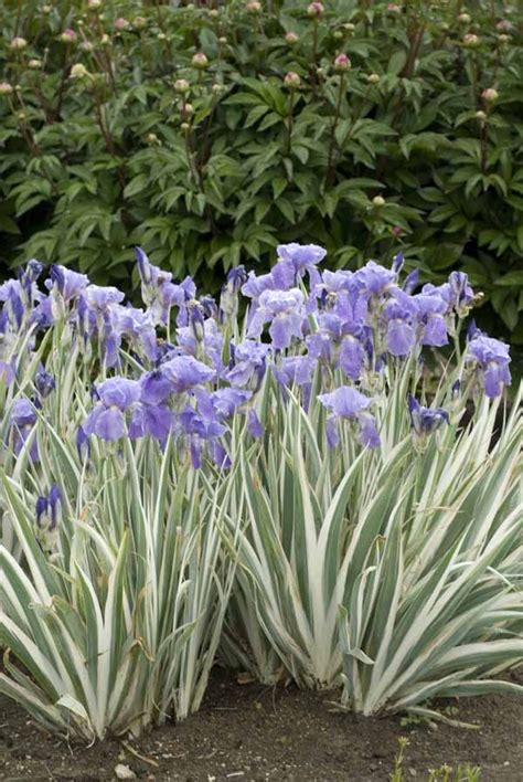 Iris Pallida Albo Variegata Sweet Iris Sugar Creek Gardens Iris