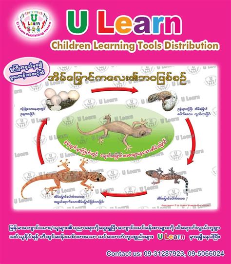 Life Cycle Of A Lizard Diagram Vrogue Co