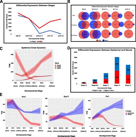 Gene Expression Dynamics Provide Novel Insights Into The Neural Default