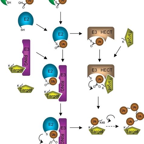Co Operativity Between Weak Mono Ubiquitin Ubiquitin Binding Domain Download Scientific Diagram