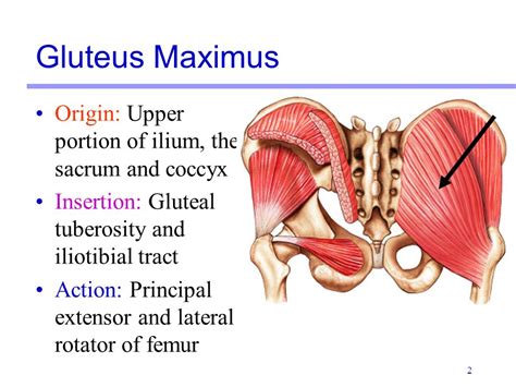 Gluteus Medius Origin And Insertion