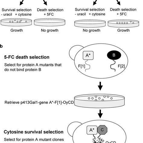 Conceptual Basis Of Protein Fragment Complementation Assays The Download Scientific Diagram