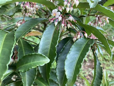 万両の花 やっちゃんの珈琲たいむ