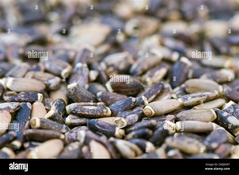Milk Thistle Seeds The Seeds Of The Milk Thistle Plant Silybum