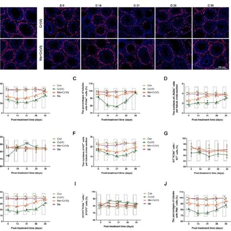 Analyses Of Epididymides And Sperm From Crvi Andor Melatonin Treated