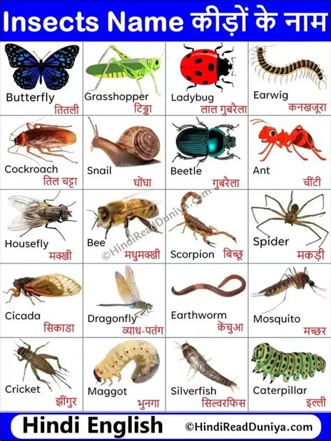 List Of All Insects Name In English With Pictures Artofit