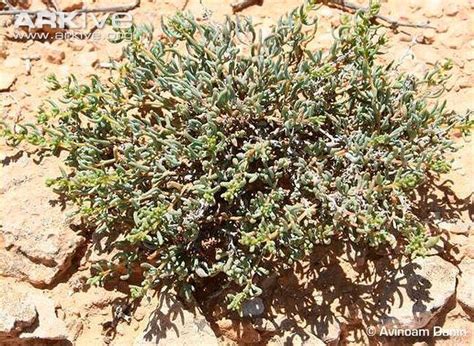 Salsola Alchetron The Free Social Encyclopedia