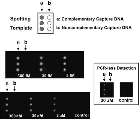 Scanometric Detection Of Psa Specific Bar Code Dna Psa Concentration Download Scientific