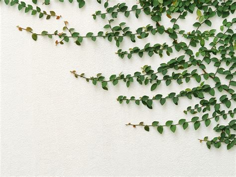 Types Of Climbing Evergreens