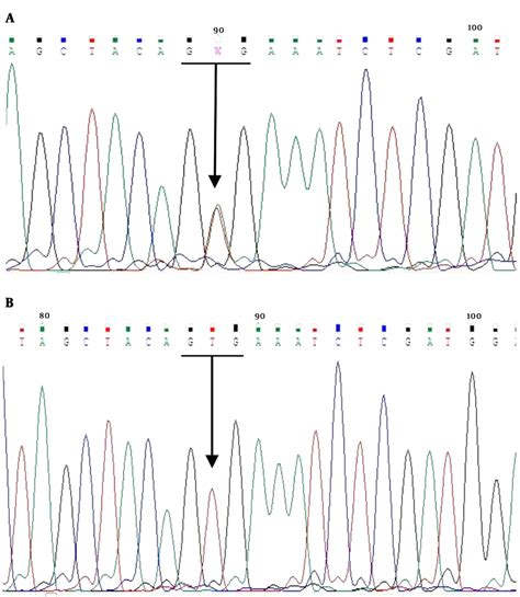 Sequence Data Of The Amplified Braf Gene Download Scientific Diagram