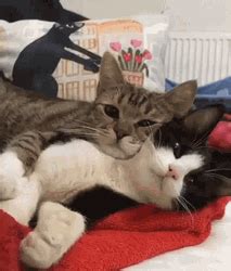 Snuggle GIFs | GIFDB.com