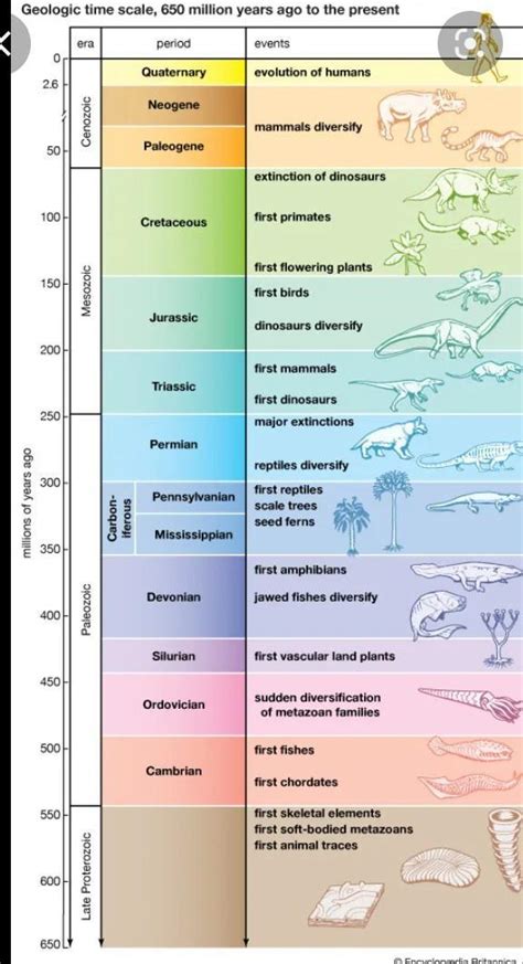 How Is Evolution Shown In The Geologic Time Scale Brainly Ph