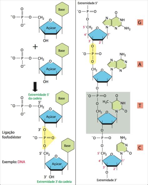 Dna Estrutura E Replicação Biologia Celular Molecular E Genética