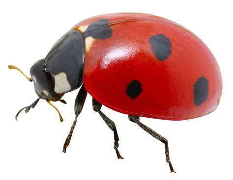 Collection Of Bug Hd Png Pluspng