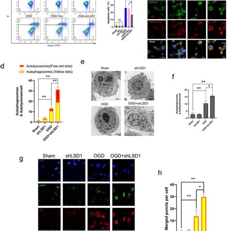 Pharmacologically Inhibiting Lsd1 Based On Sp2509 Enhanced Autophagy