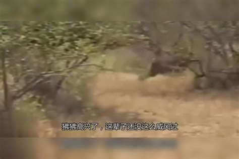 狮子本打算追狒狒，下一秒尴尬了，狒狒：这辈子没这么威风过！ 狒狒 狮子