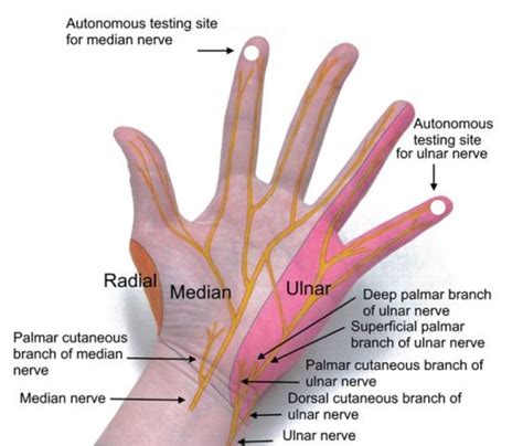 41 4ulnar Nerve Block Cpt Code Cpt Code For Digital Block Finger