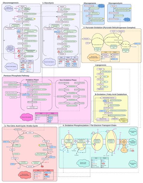 181 Best Biochem Images On Pholder Mcat Premed And Medicalschool