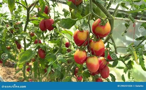 Potassium Deficiency In Tomato Fruits Stock Footage Video Of