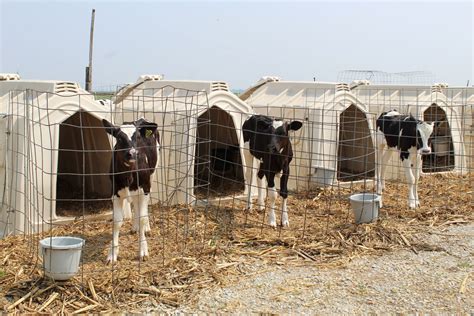 Heat Stress In Dairy Calves Is Topic Of Moo University Webinar Feb 21