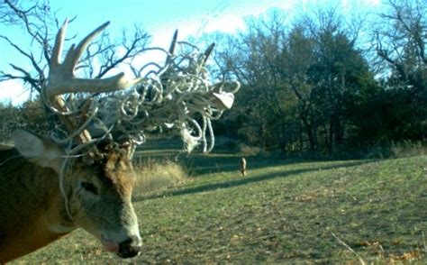 Deer Hunting Food Plots: Essential Tips for Maximum Success - The Deer ...
