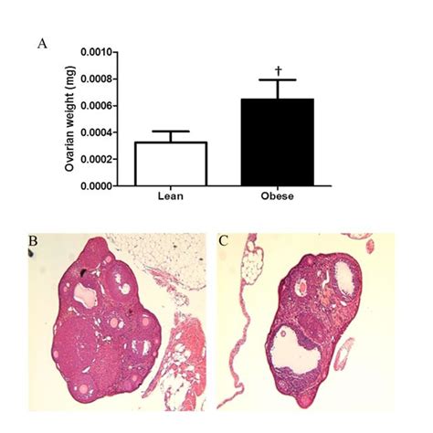 Model Of The Mammalian Ovary The Dynamic Ovarian Structures Are