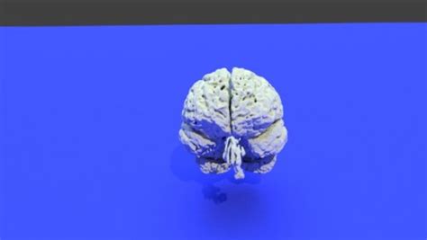 My Brain Stl File Processed Brain Embodi D