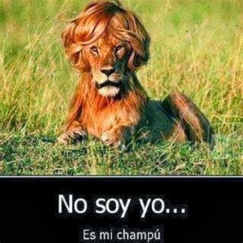 Frases chistes anécdotas reflexiones Amor y mucho más Chiste del león y la moda de los