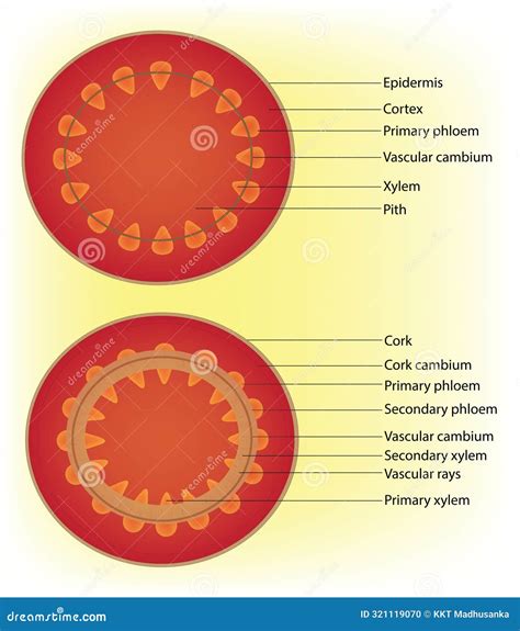 The Process Of Secondary Growth Of Dicot Woody Plant Vector