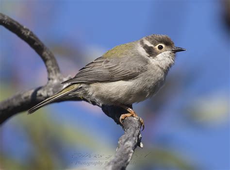 Ml68458501 Brown Headed Honeyeater Macaulay Library