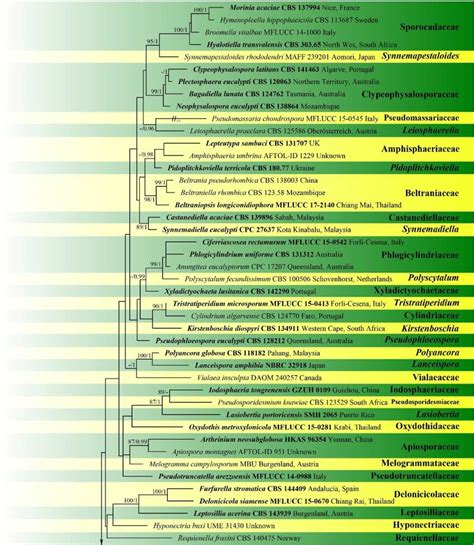 Maximum Likelihood Tree Based On Analysis Of A Combined Lsu Its And