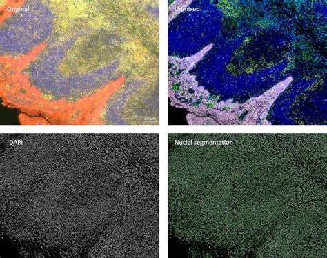 Investigating T Cell Communities In Immune Tissues With Strataquest 8