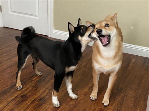 Daily Game Of Bitey Face R Shiba