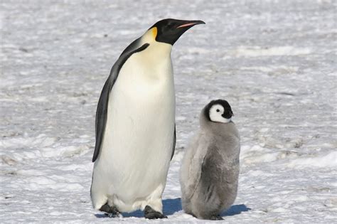 Geração Polar Portugal Feliz Dia Do Pai Pinguim Imperador