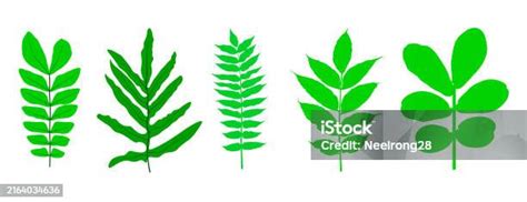 녹색 성장 식물 새싹 잎 벡터의 세트입니다 벡터 일러스트 레이 션 녹색 나무 잎 벡터입니다 0명에 대한 스톡 벡터 아트 및 기타 이미지 Istock