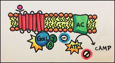 14 G Protein Coupled Receptors Principles Of Pharmacology Study Guide