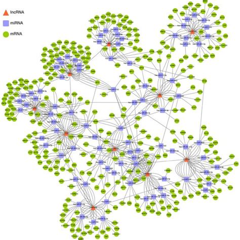 Interaction Network Of Lncrna Mirna Mrna In Patients With Invasive